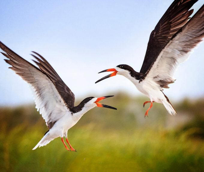 6 bird beak types and how birds use them to eat