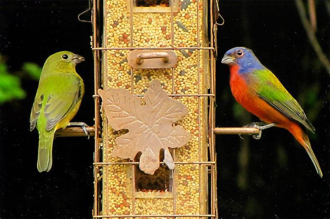 Identify and Attract a Painted Bunting
