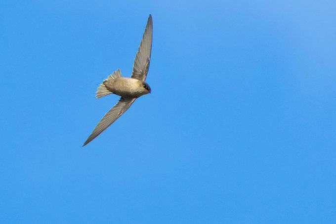8 Fascinating Swift Bird Facts You Should Know