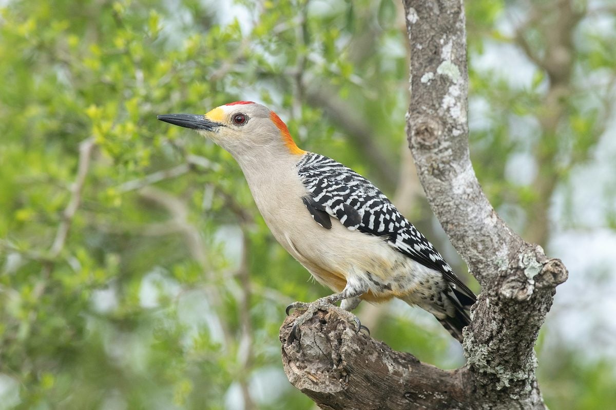 18 Amazing Woodpecker Facts You Should Know