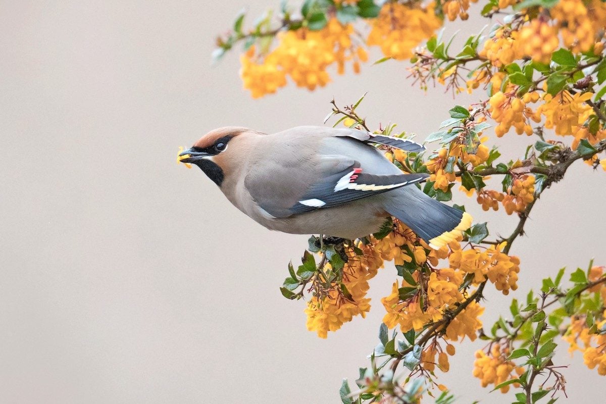 The top 9 most beautiful birds in America