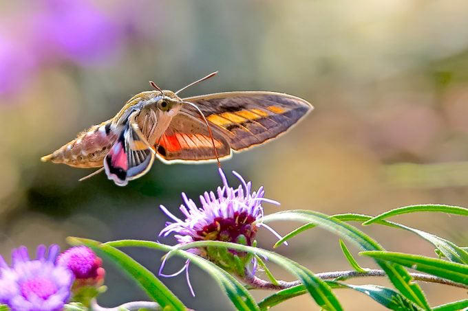 12 Interesting Facts About Hummingbird Moths