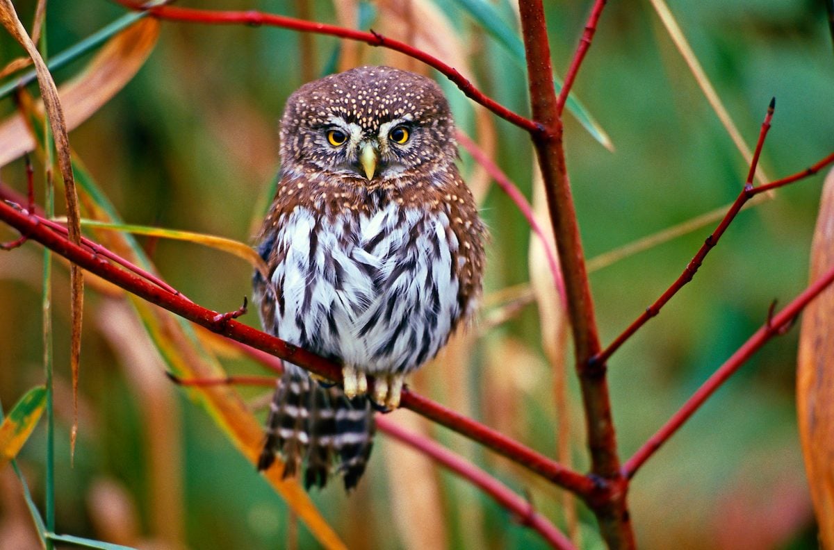 19 Amazing Owl Facts You Should Know