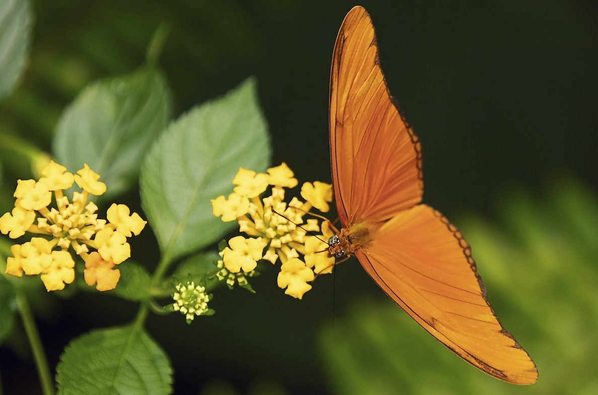 18 Fascinating Butterfly Facts You Didn’t Know