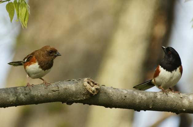 How to Identify an Eastern Towhee
