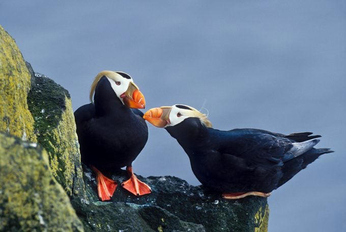 7 Fascinating Facts About Puffins