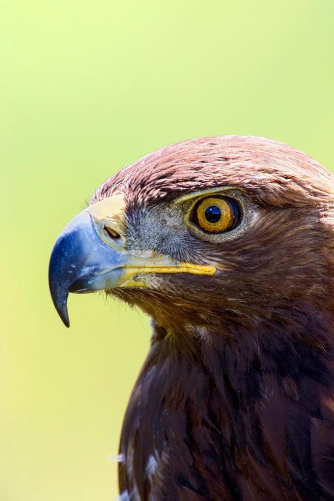 6 bird beak types and how birds use them to eat
