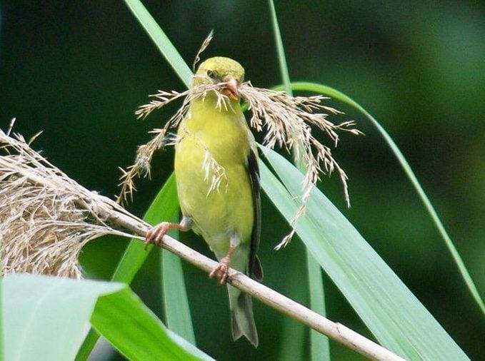 How to identify an American goldfinch