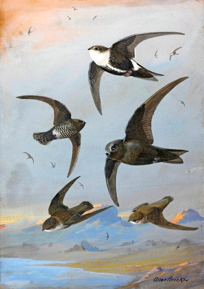 8 Fascinating Swift Bird Facts You Should Know