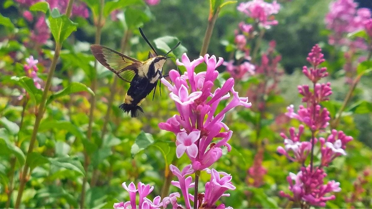 12 Interesting Facts About Hummingbird Moths