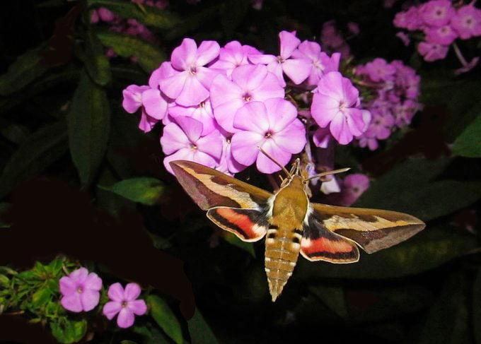 12 Interesting Facts About Hummingbird Moths