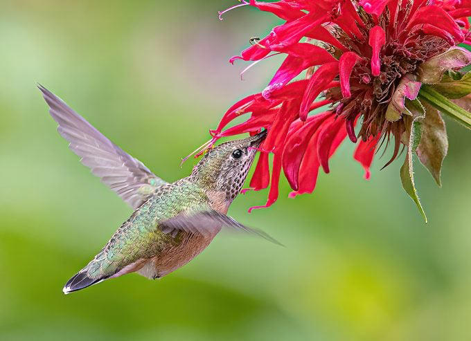 Calliope hummingbird: Smallest bird in the US