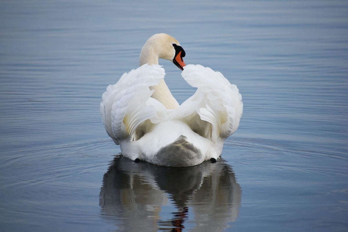 6 Fascinating Swan Facts You Should Know