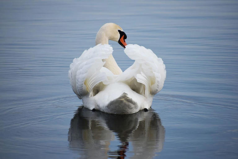 6 Fascinating Swan Facts You Should Know