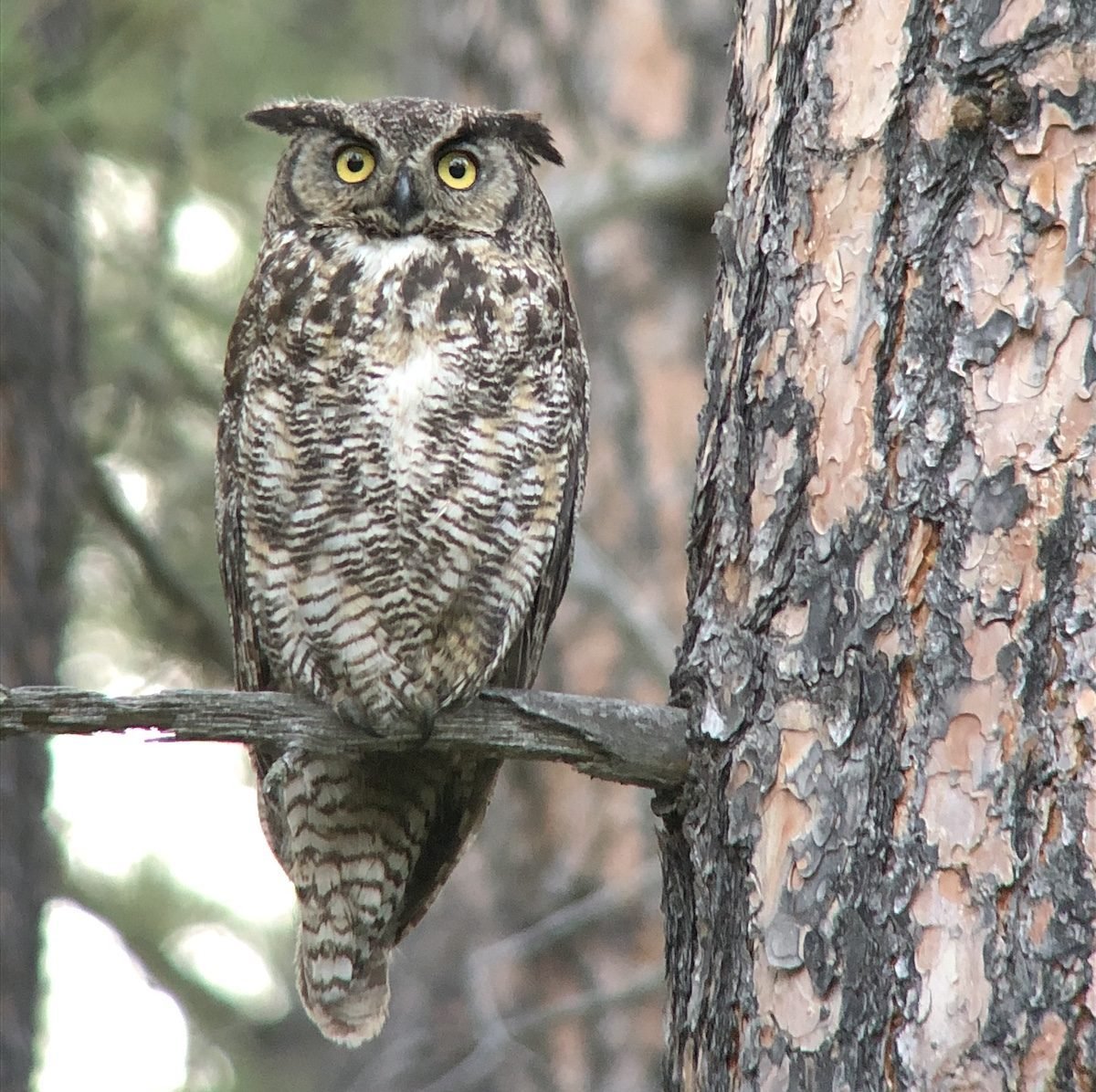 19 Amazing Owl Facts You Should Know