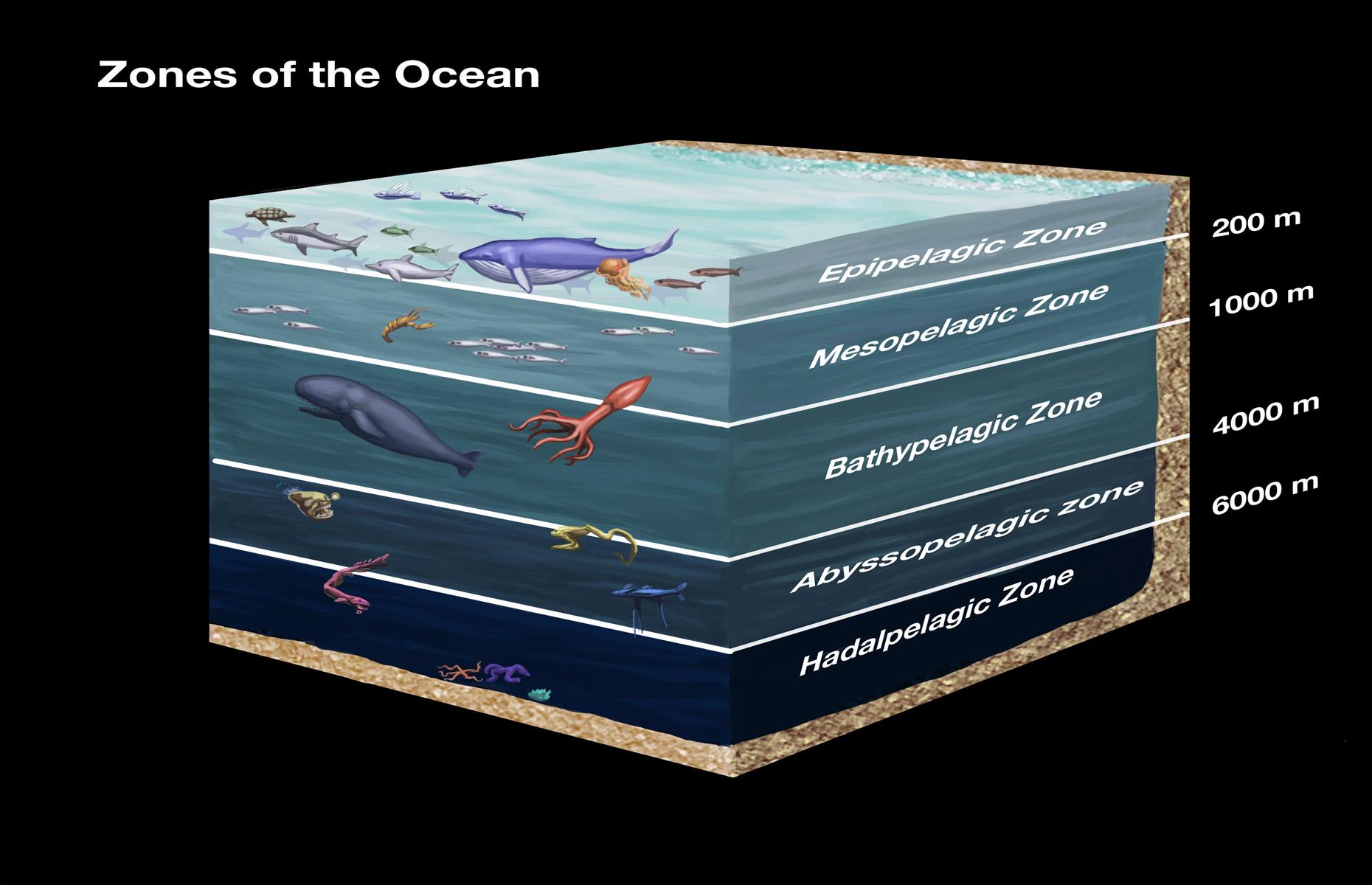 The ocean's mysterious twilight zone secrets, revealed