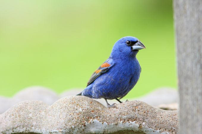 6 Bird Beak Types and How Birds Use Them to Eat