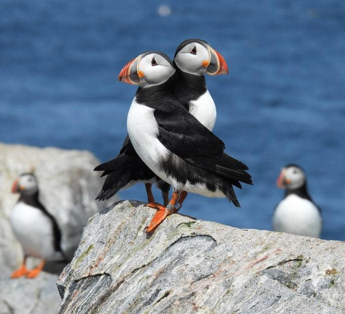 7 Fascinating Facts About Puffins