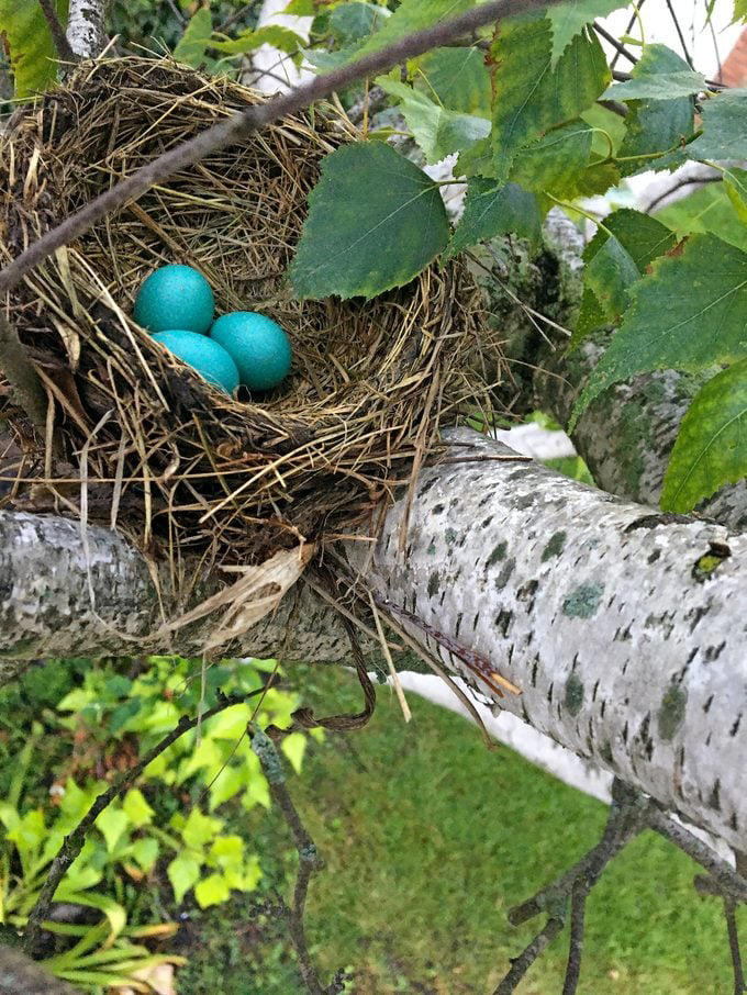 All About Robin Nests and Robin Eggs