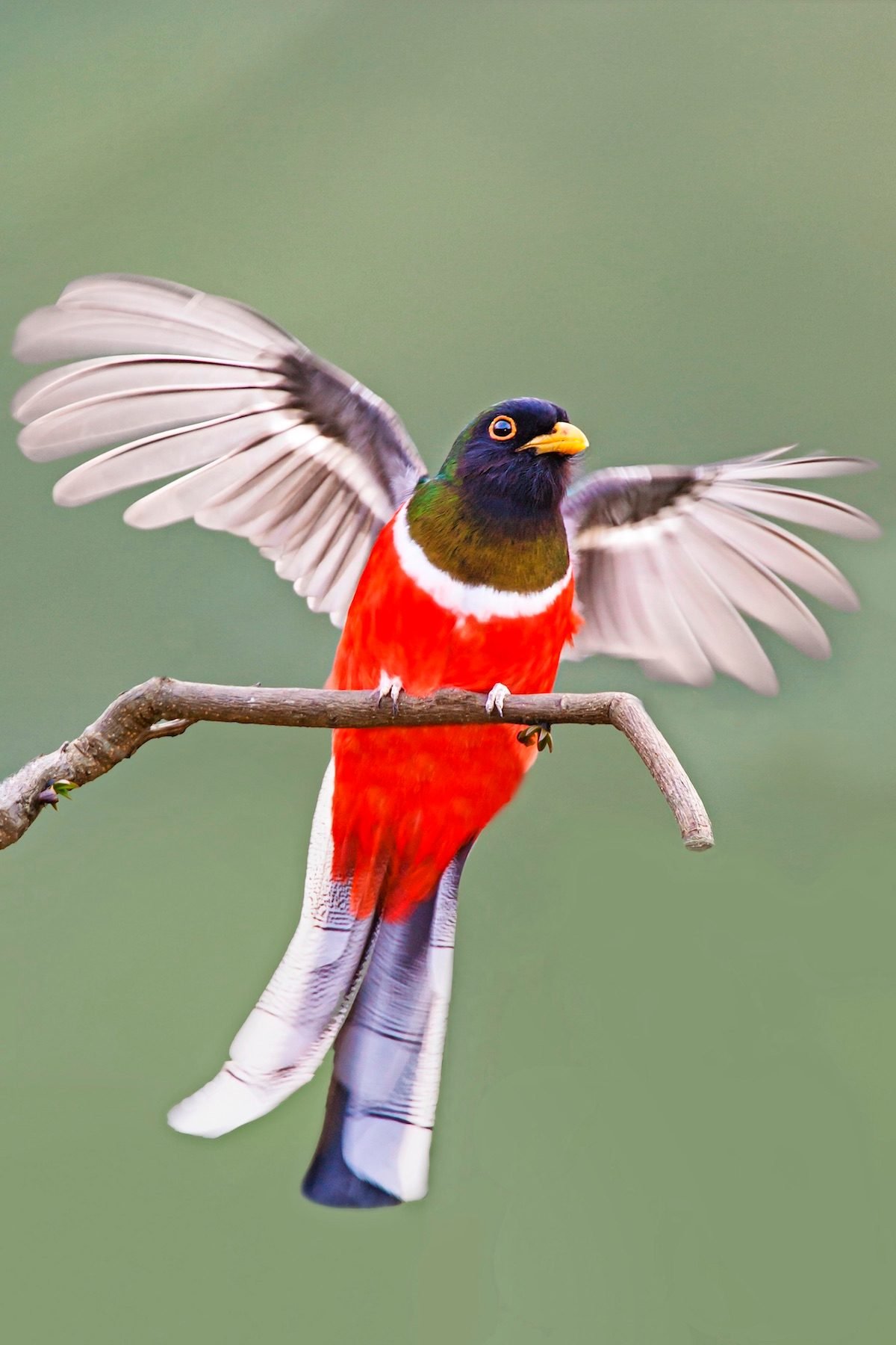 The top 9 most beautiful birds in America