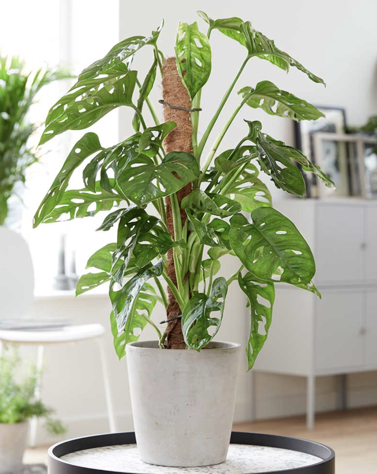10 Indoor Climbing Plants That Will Take Your Blooms to New Heights ...