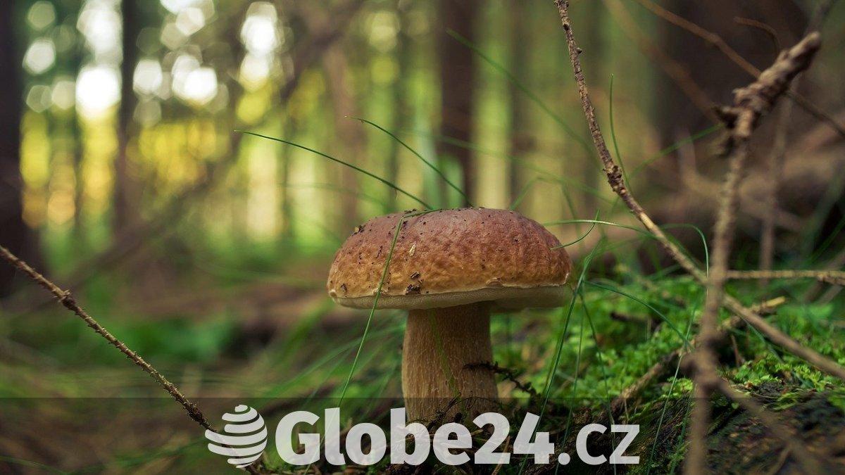 Kde rostou houby aktuálně? Meteorologové zveřejnila místa, kam vyrazit