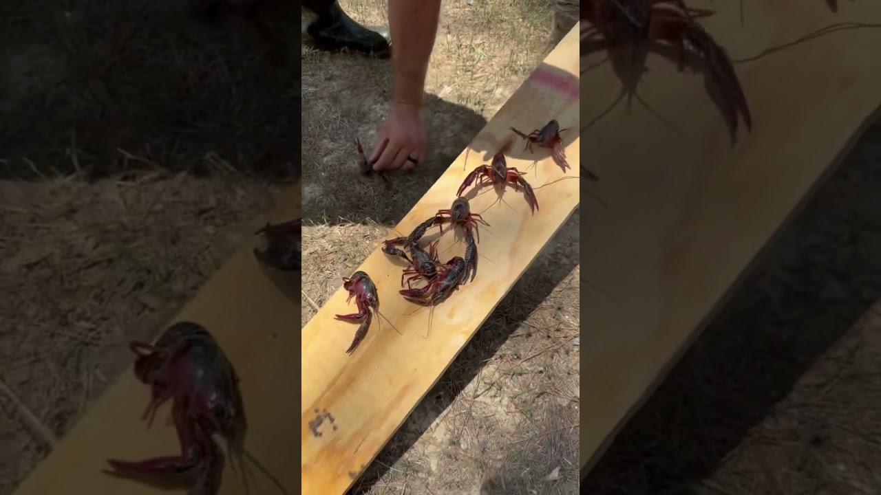 Rednecks reveal how they feed their fish at home
