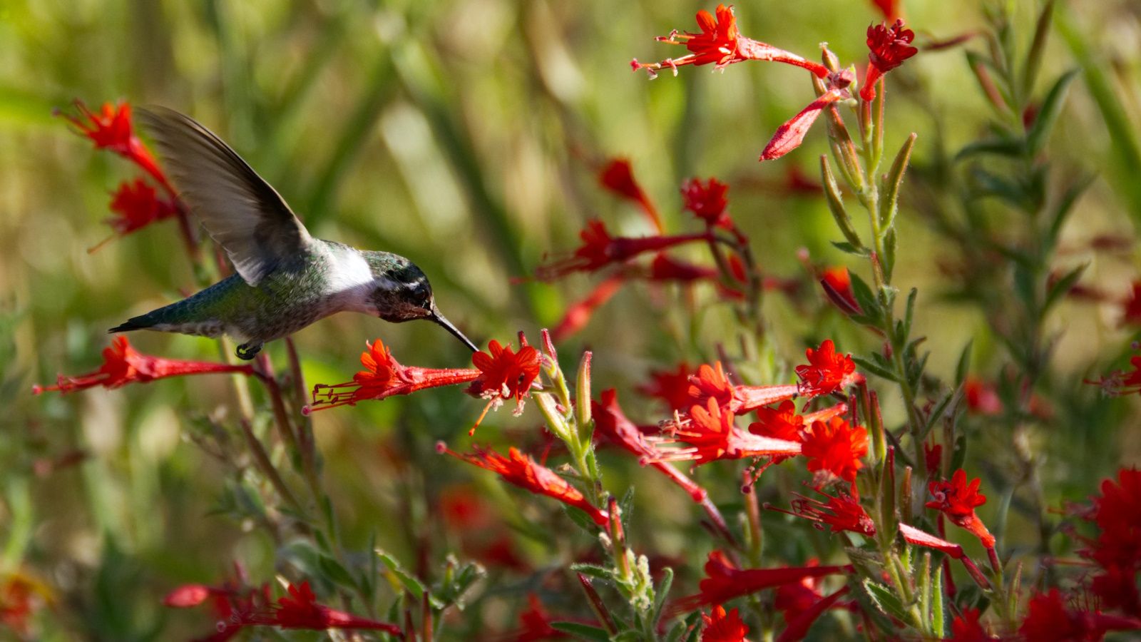When and where to spot hummingbirds in May – these miniature birds are ...