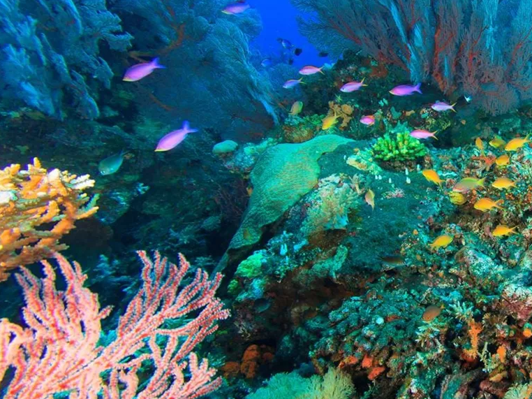 Sea Life homeschool days – $12 admission!