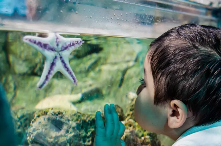 Sea Life homeschool days – $12 admission!