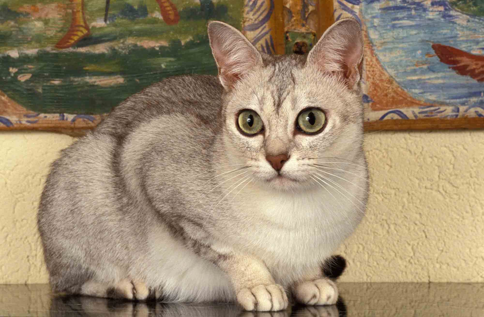 10 Things Your Cat Will Absolutely Never Forgive