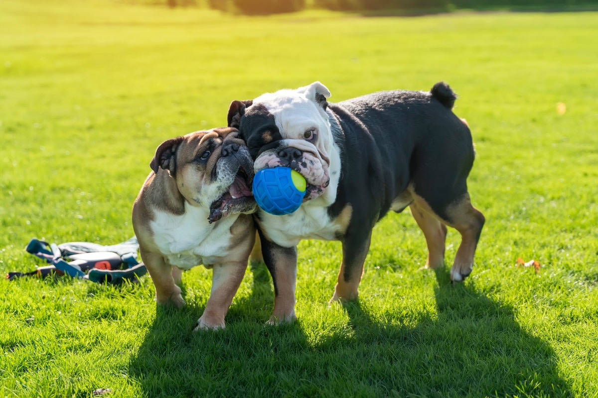 English Bulldog Puts Brother in a Headlock Like He's Trying Out for the WWE