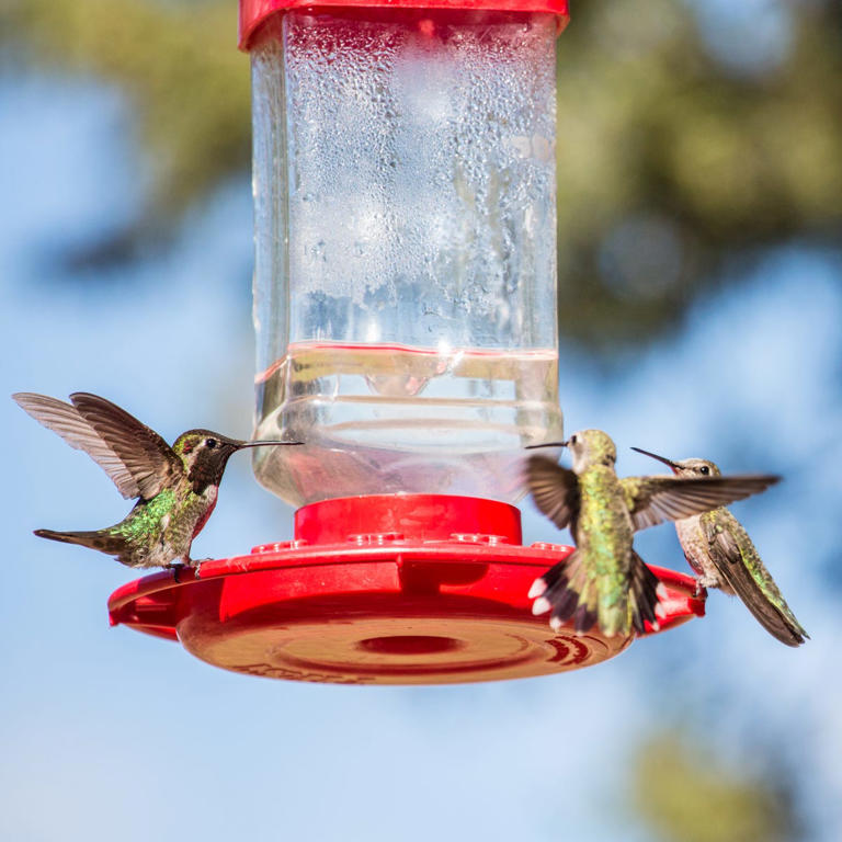 How Often Should I Clean My Hummingbird Feeder?