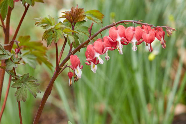 How to Plant, Grow, and Care for Bleeding Hearts