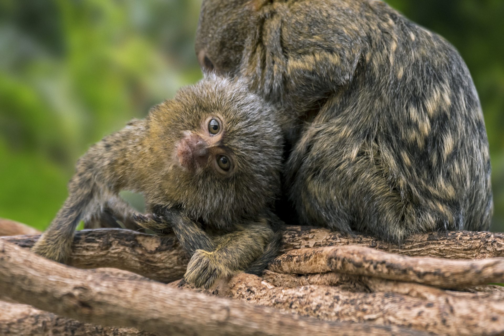 Cheeky marmoset monkeys call each other names, study finds