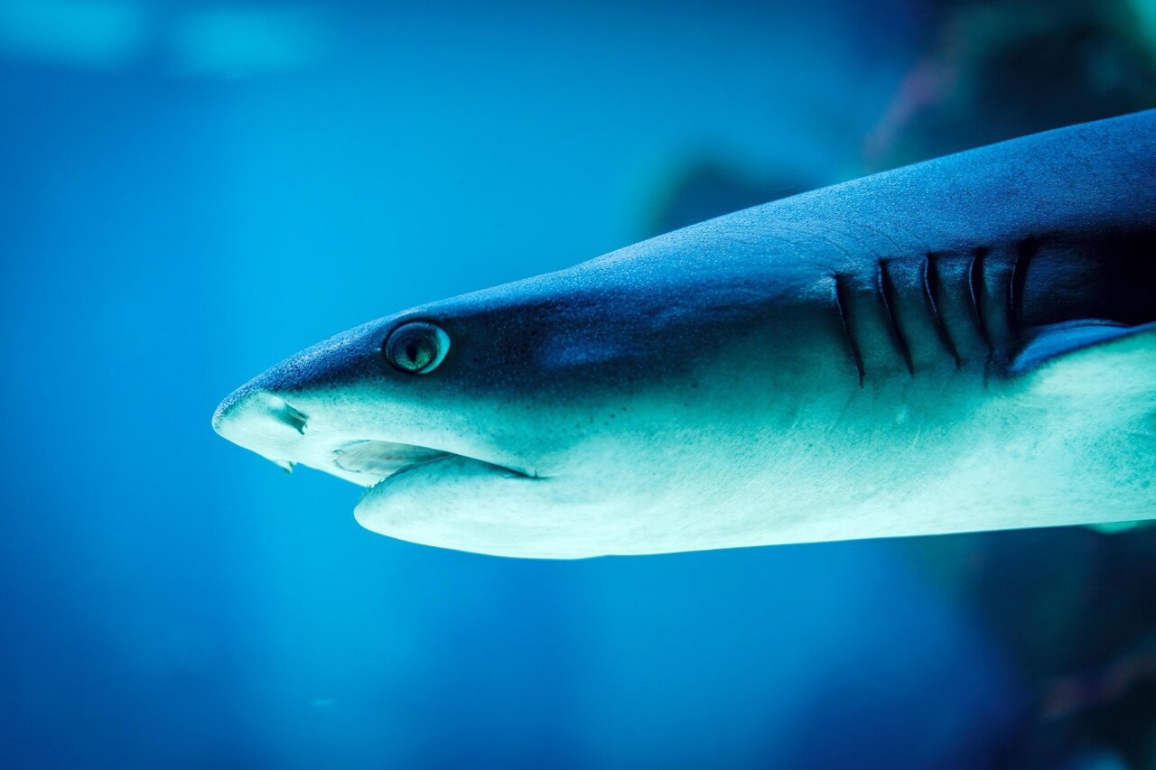The return of apex predators like sharks can restore critical ...