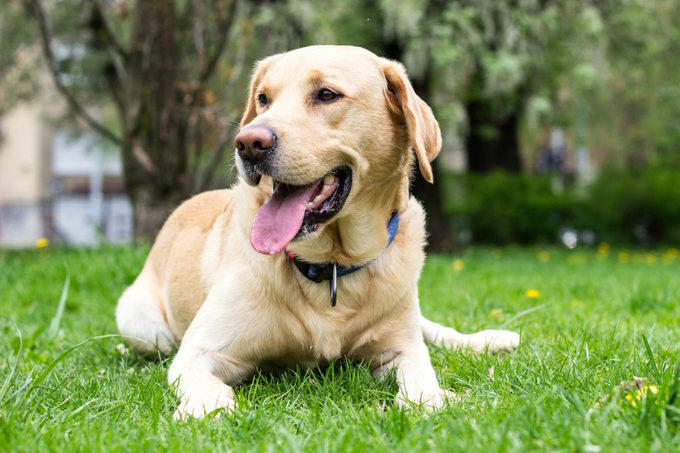 The results are in! These are the most popular dog breeds in the US ...