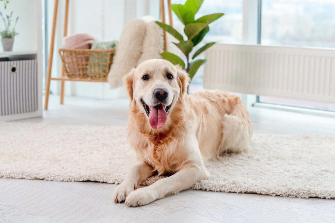 The results are in! These are the most popular dog breeds in the US ...