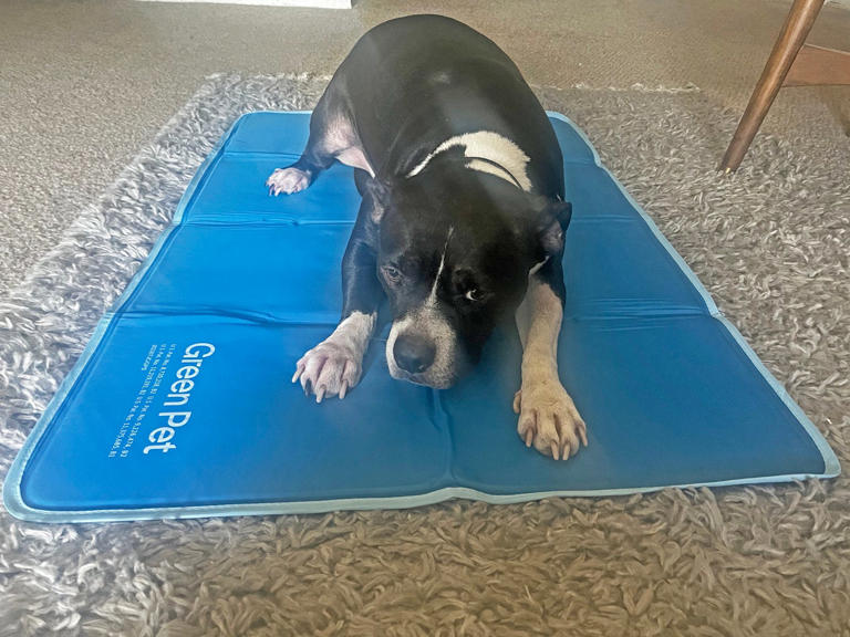 The best dog cooling mats and pads, tested and reviewed