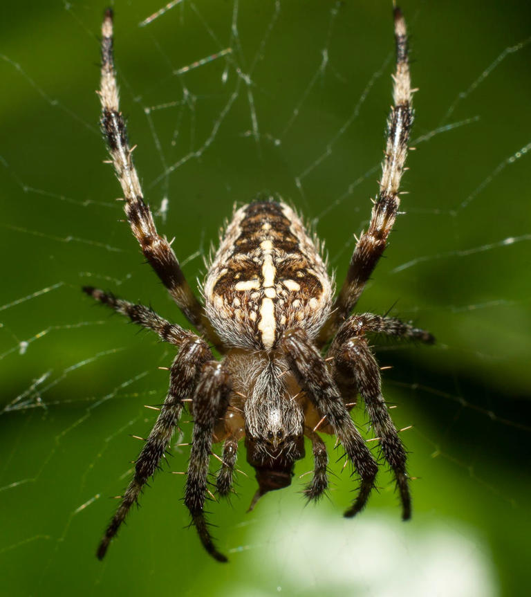 Spider season is here: 22 types you're likely to find in your home