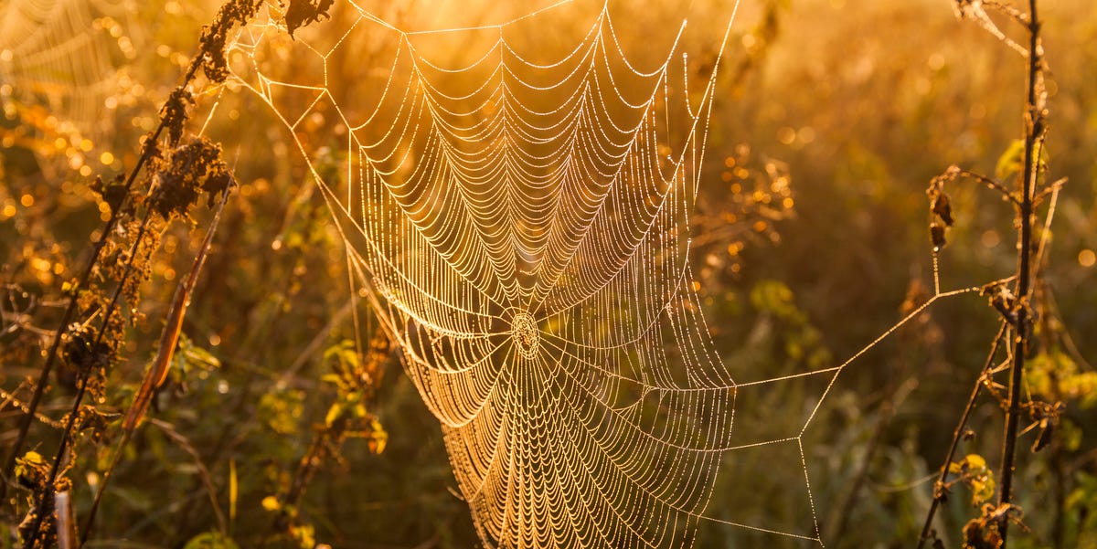 From false widows to cardinals, meet the 22 spiders sharing your home ...