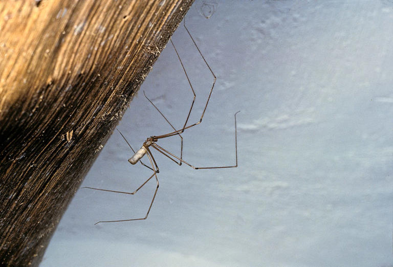 Spider season is here: 22 types you're likely to find in your home
