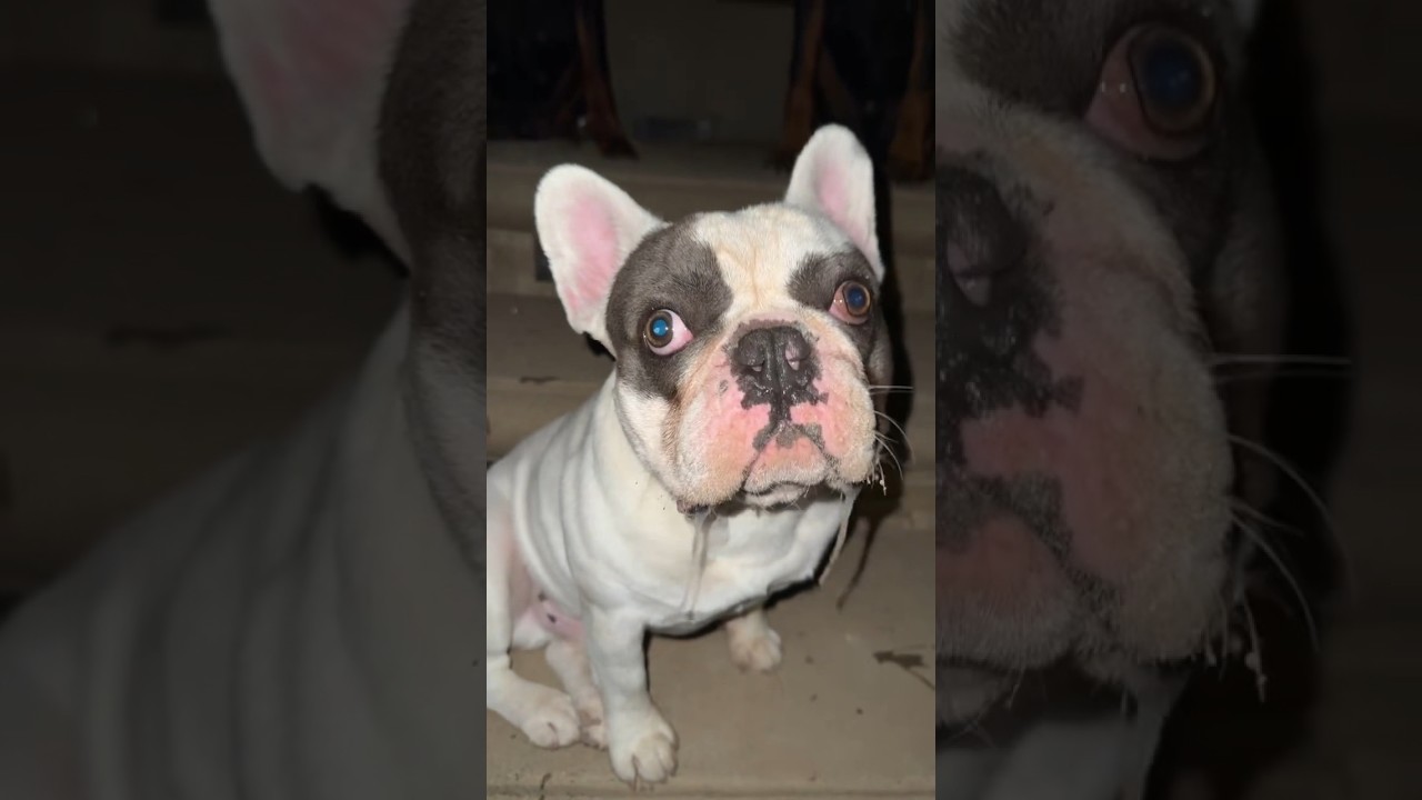 French bulldog rolls with his enormous Doberman squad