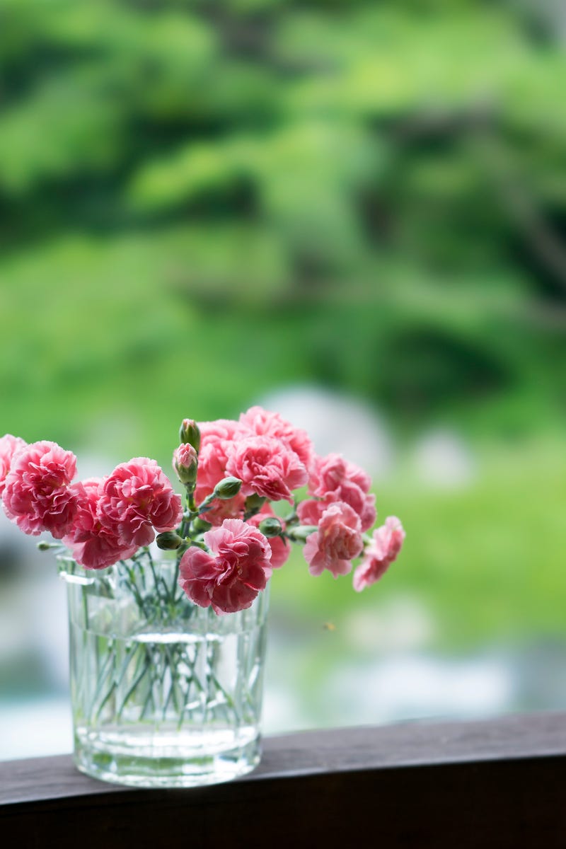 What's your birth flower? Find out what yours is and what it means