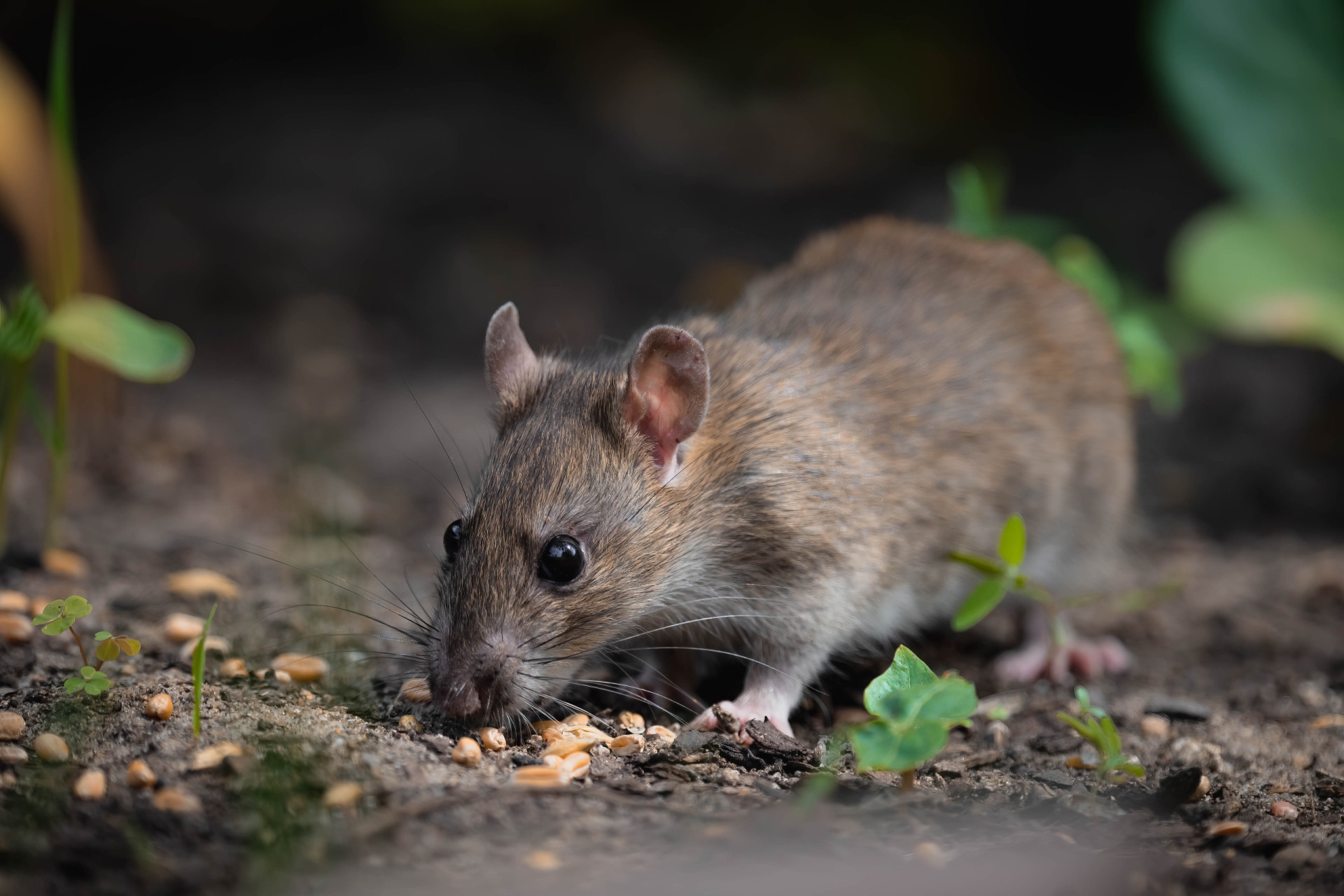 Naturens spioner: Dyr, der er blevet brugt til spionage