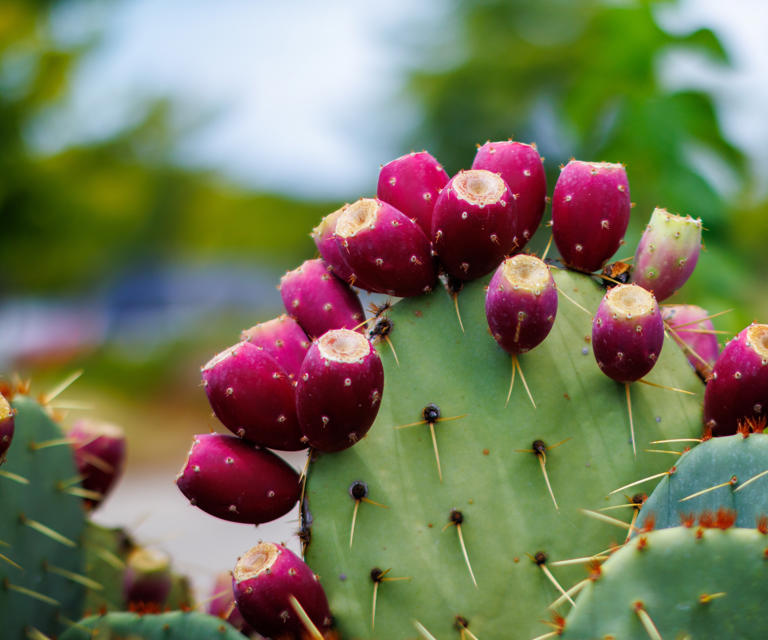 How to grow prickly pears – expert advice for getting these native ...