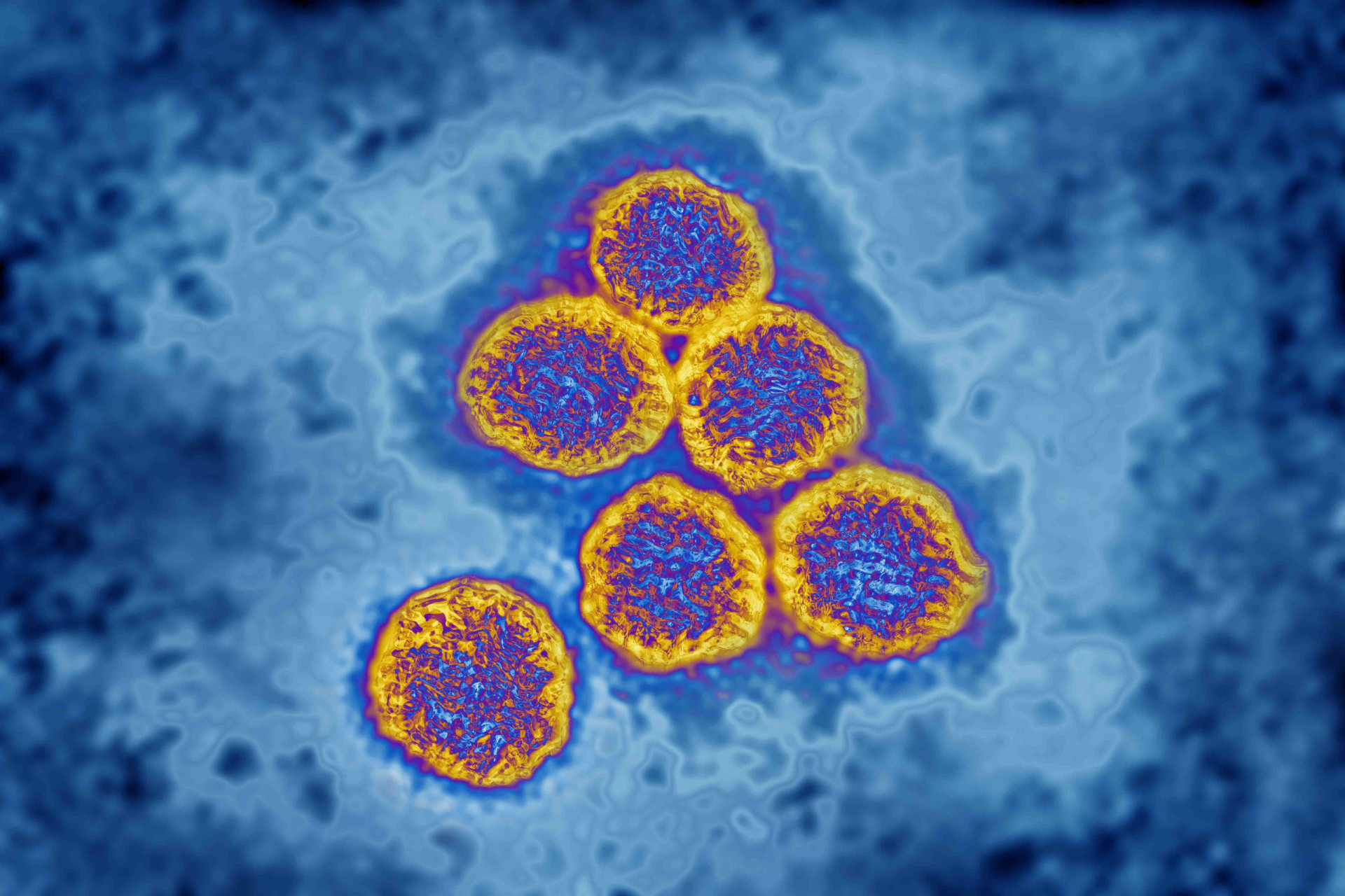 Viruses and bacteria: the deadly yet fascinating microorganisms
