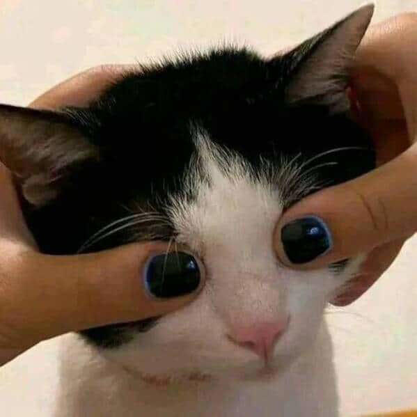 45 Funny Pictures That’ll Have You Spitting Out Your Morning Coffee ...