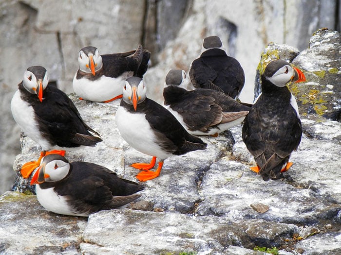Aves exóticas: espécies curiosas e encantadoras