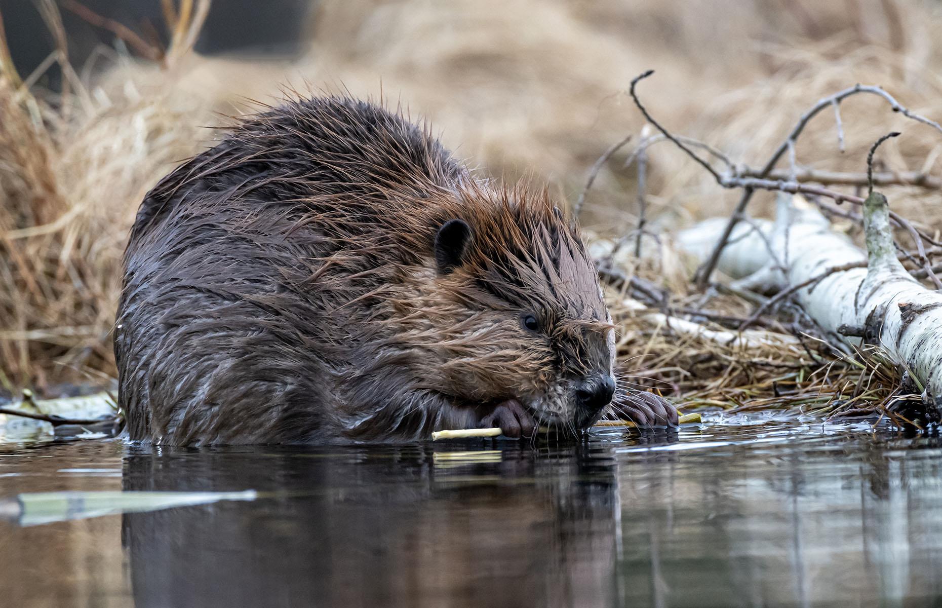 Preciosos pero peligrosos: 30 animales que son tan adorables cómo LETALES